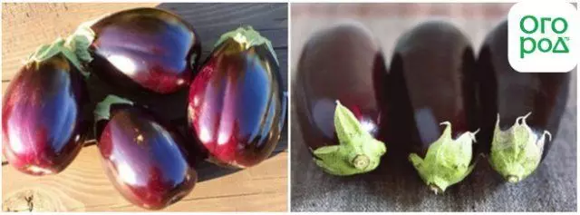 Aubergine violet wonder