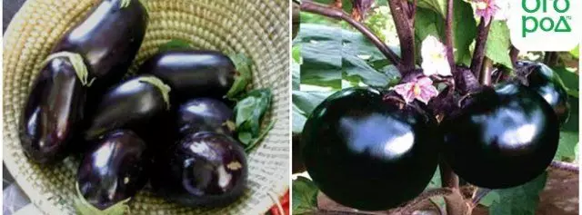 Aubergine Tsjechisch vroeg