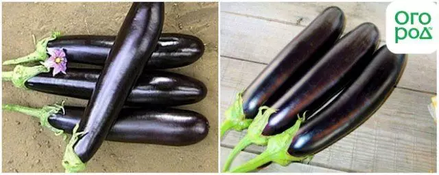 Aubergine lang paars