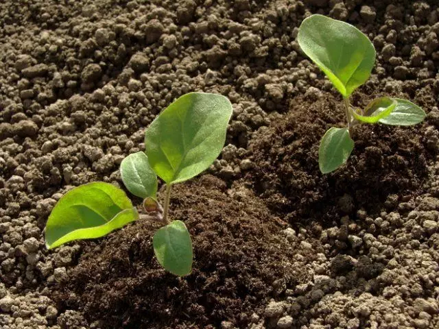 Landing aubergine in open grond