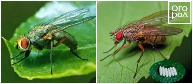 I-Beet Mining Fly