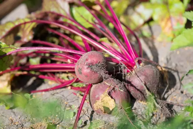 Beets di groke