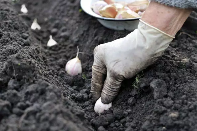 ニンニクスを植える