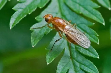 Chi mangia il raccolto? 3 parassiti più pericolosi di carote 2967_8