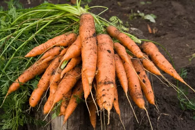 Cómo salvar a las zanahorias