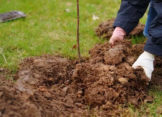 Planting Sazedans