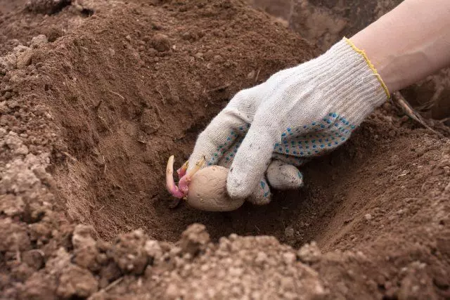 Planting potatoes