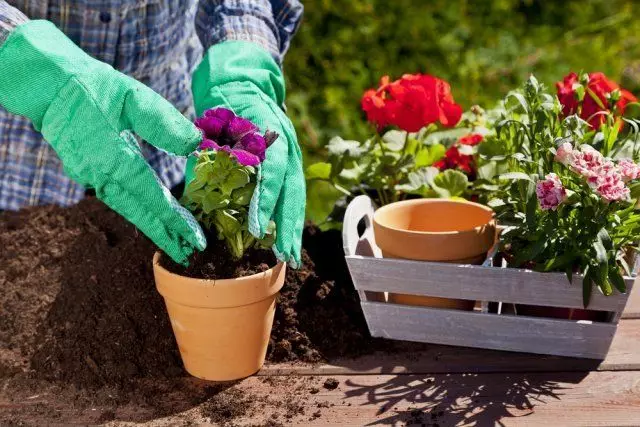 Planting flowers