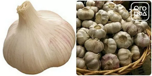 Garlic Belorsusky