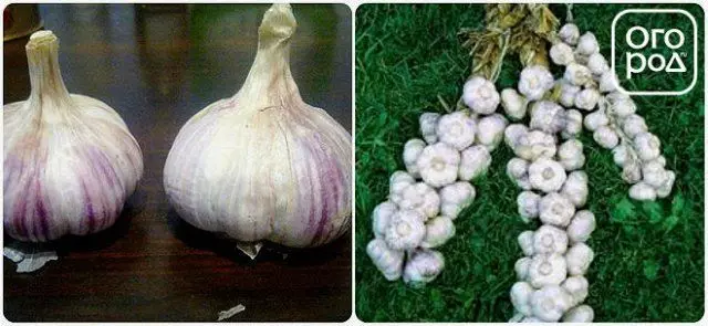 Garlic Lyubasha