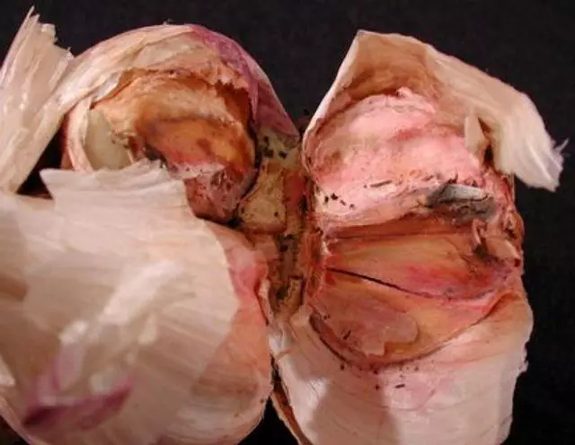Fusariose Garlic