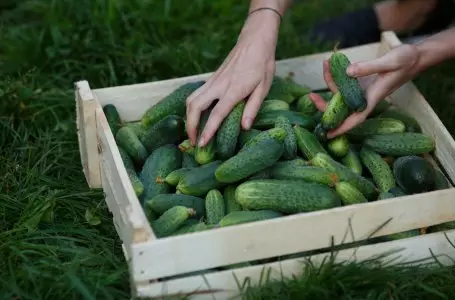 Abin da za a iya sa a kan gonar bayan cucumbers - Muna shirya saukowa don shekara mai zuwa 2985_1