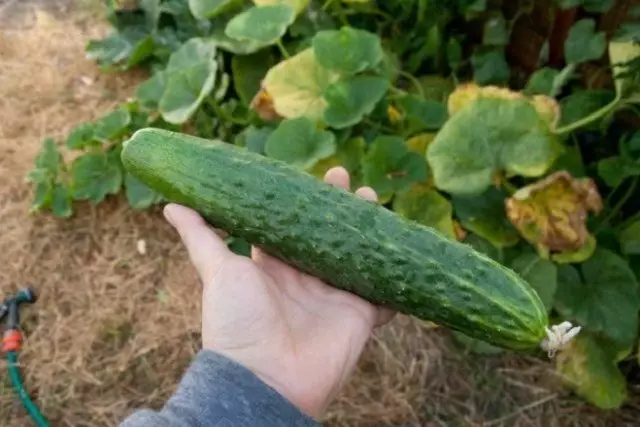 Sannan a sanya cucumbers