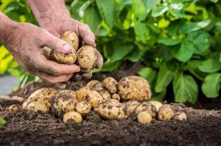 Apa yang bisa diletakkan di kebun setelah mentimun - kami merencanakan pendaratan untuk tahun berikutnya 2985_8