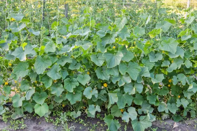 Cucumbers in the open soil