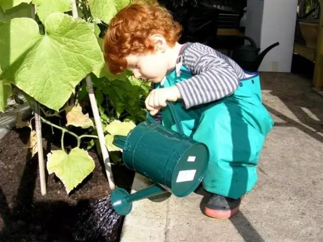 Watering cucumbers