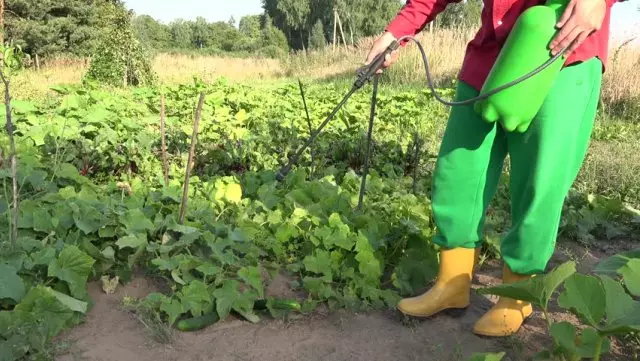 Spraying cucumbers