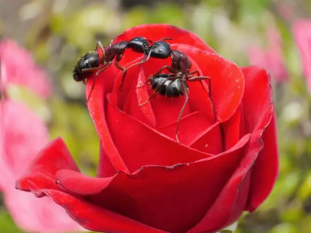एक गुलाब पर चींटियाँ