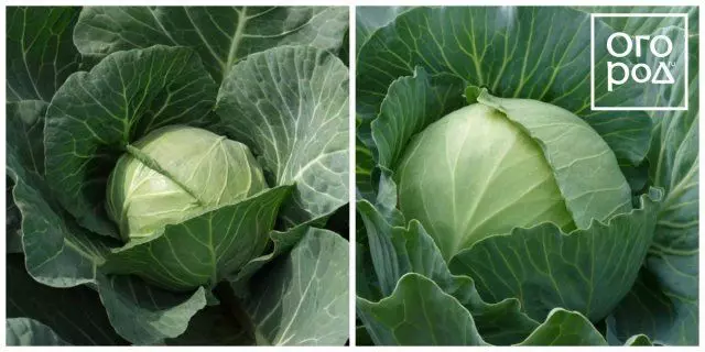 Cabbage Parell F1