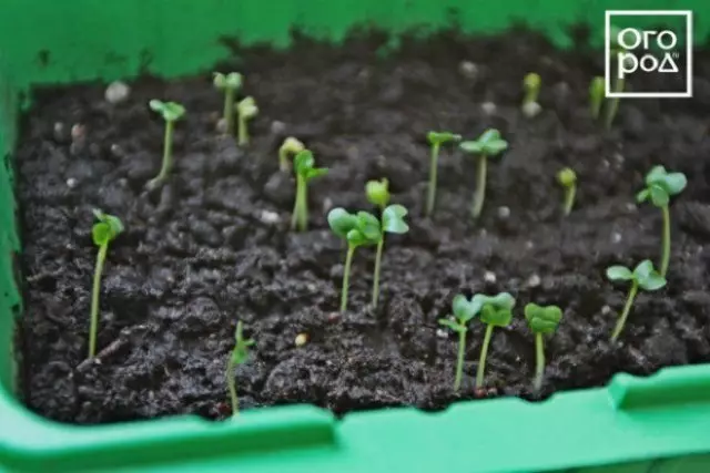 Kabese Seedlings