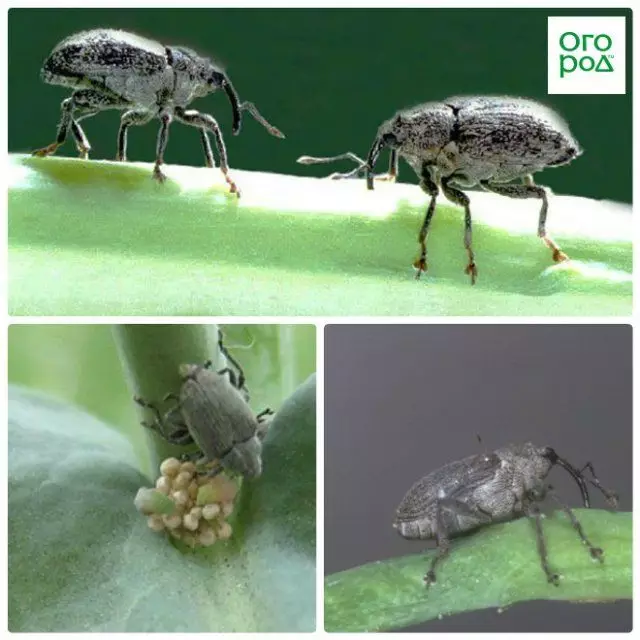 Stem Weevil