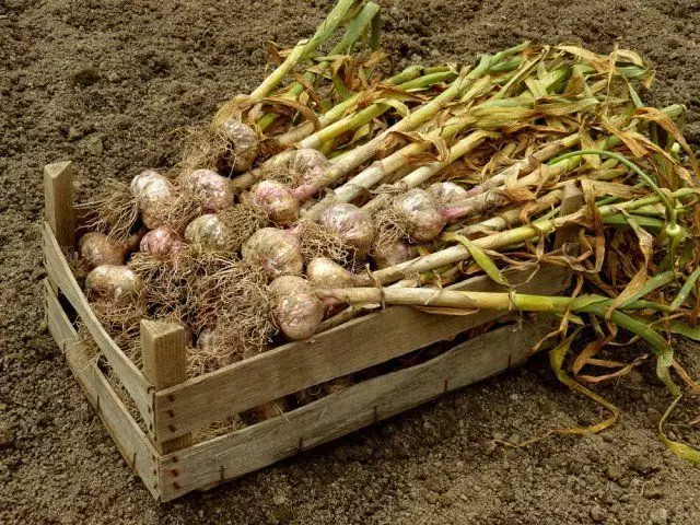 Akeh bawang putih mangsa - kabeh saka kebangkrutan sadurunge panen 3022_11