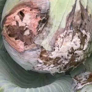 White rot cabbage