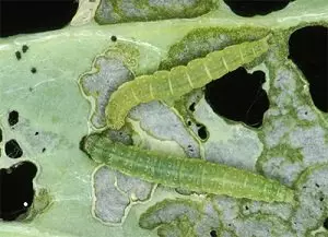 Cankmae (larvae)