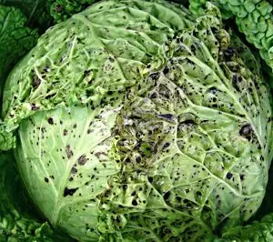 Mosaic cabbage