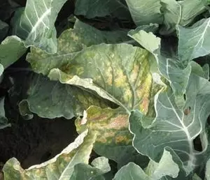 Pericosporosis cabbage