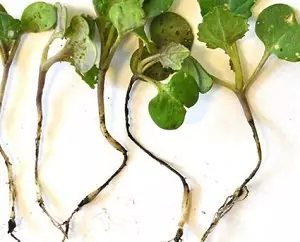 Black leg on seedling cabbage