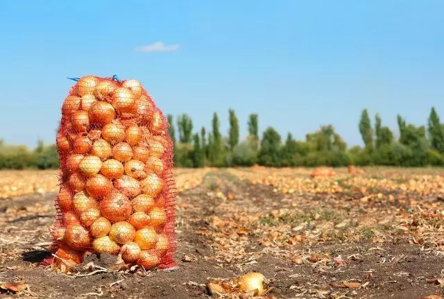 Халта бо камон дар майдон