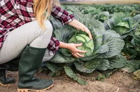 Protection and feeding system Cabbage: from seeds before storage 3035_2