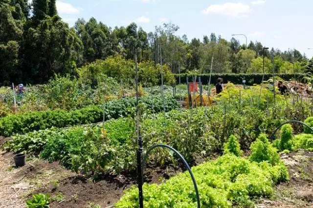 Pěstování zeleniny Jevonsonovy metody