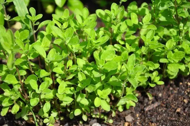 Marjoram