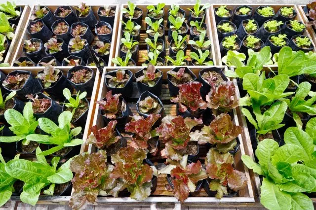 Kuinka kasvattaa salaattia ikkunalaudalla