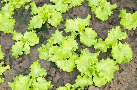 Kasvata salaattia talvella ikkunalaudalla? Helposti! 3054_5