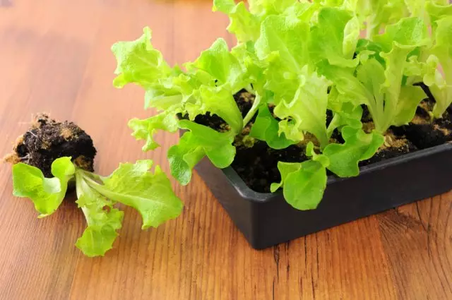 Kuinka kasvattaa salaattia ikkunalaudalla
