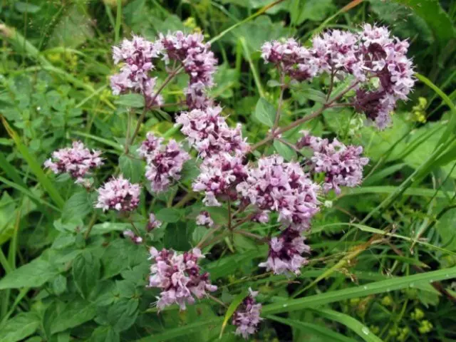 ಹುಲ್ಲುಗಾವಲಿನಲ್ಲಿ ಓರೆಗಾನೊ