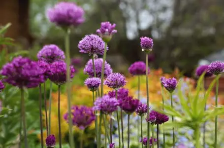 14 plantas benéficas e herbas picantes - no seu xardín farmacéutico 3059_17