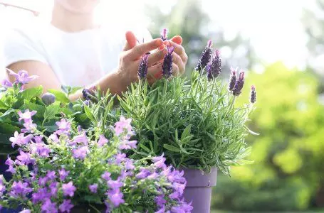 14 plantas benéficas e herbas picantes - no seu xardín farmacéutico 3059_3