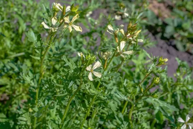 Bunga Arugula.