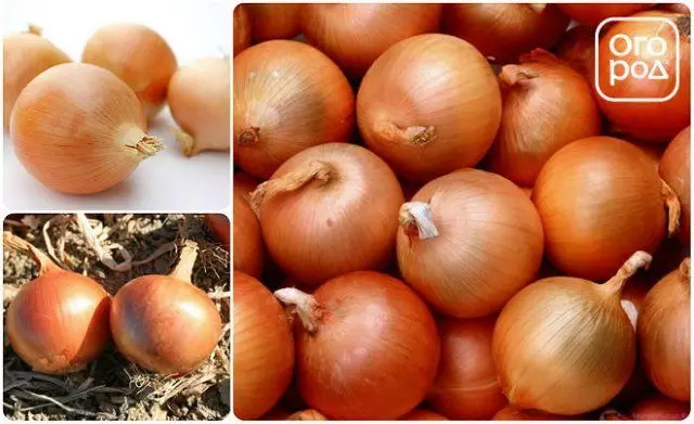 Onion arzamamssky