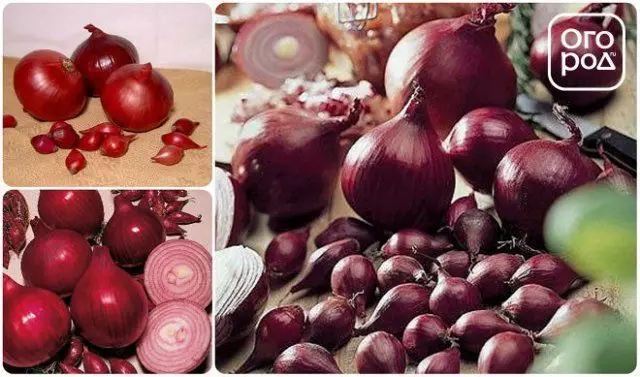 Onion Red Baron