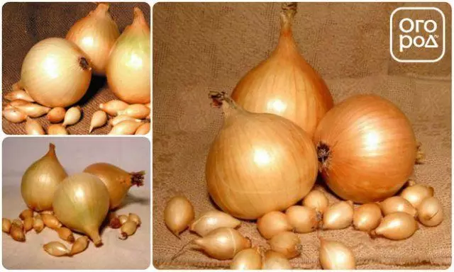 Onion sturon