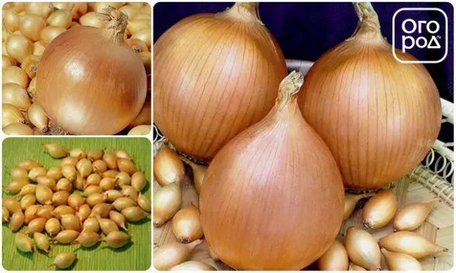 Onions Cenurion F1