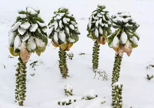 Cabáiste na Bruiséile sa sneachta