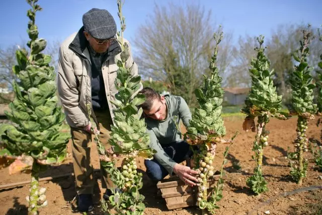 Faamamaina o Brussels Cabbage