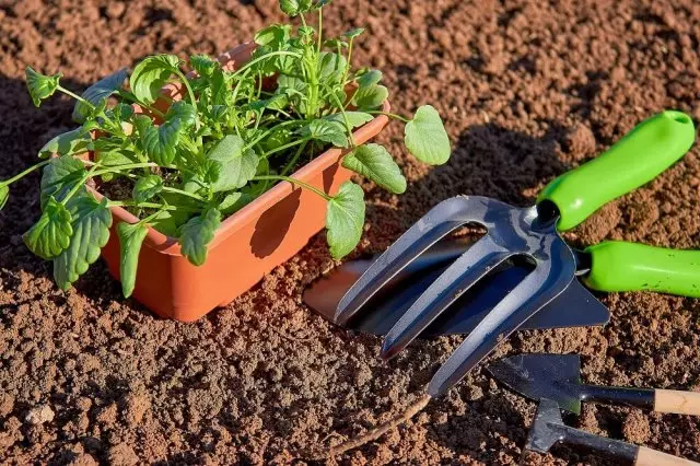 Wanneer zaailingen in de grond te planten