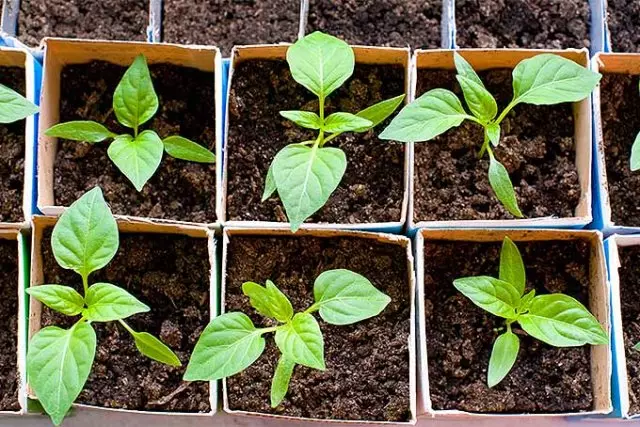 Pepper Seedlings